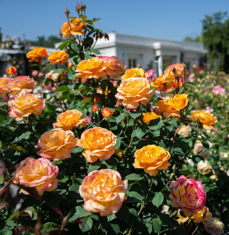 Welcome to The Huntington | The Huntington