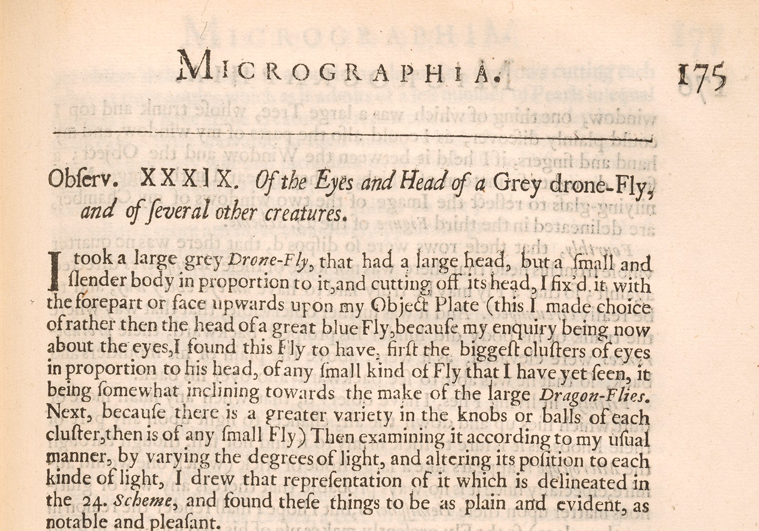 Micrographia | The Huntington