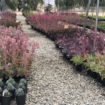 An Introduction to Growing Works Nursery | The Huntington