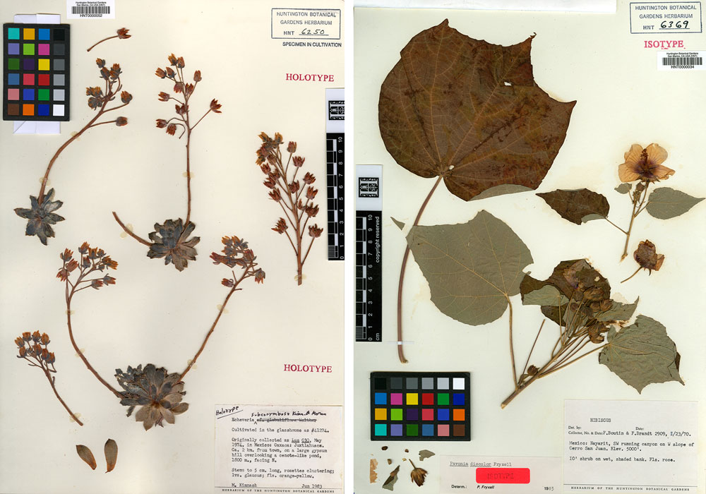 More Than Meets the Eye: Plant Conservation at The Huntington | The ...