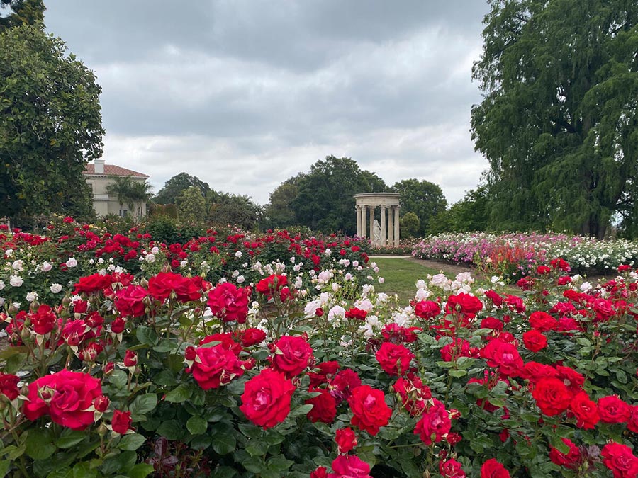 Music in the Rose Garden | The Huntington