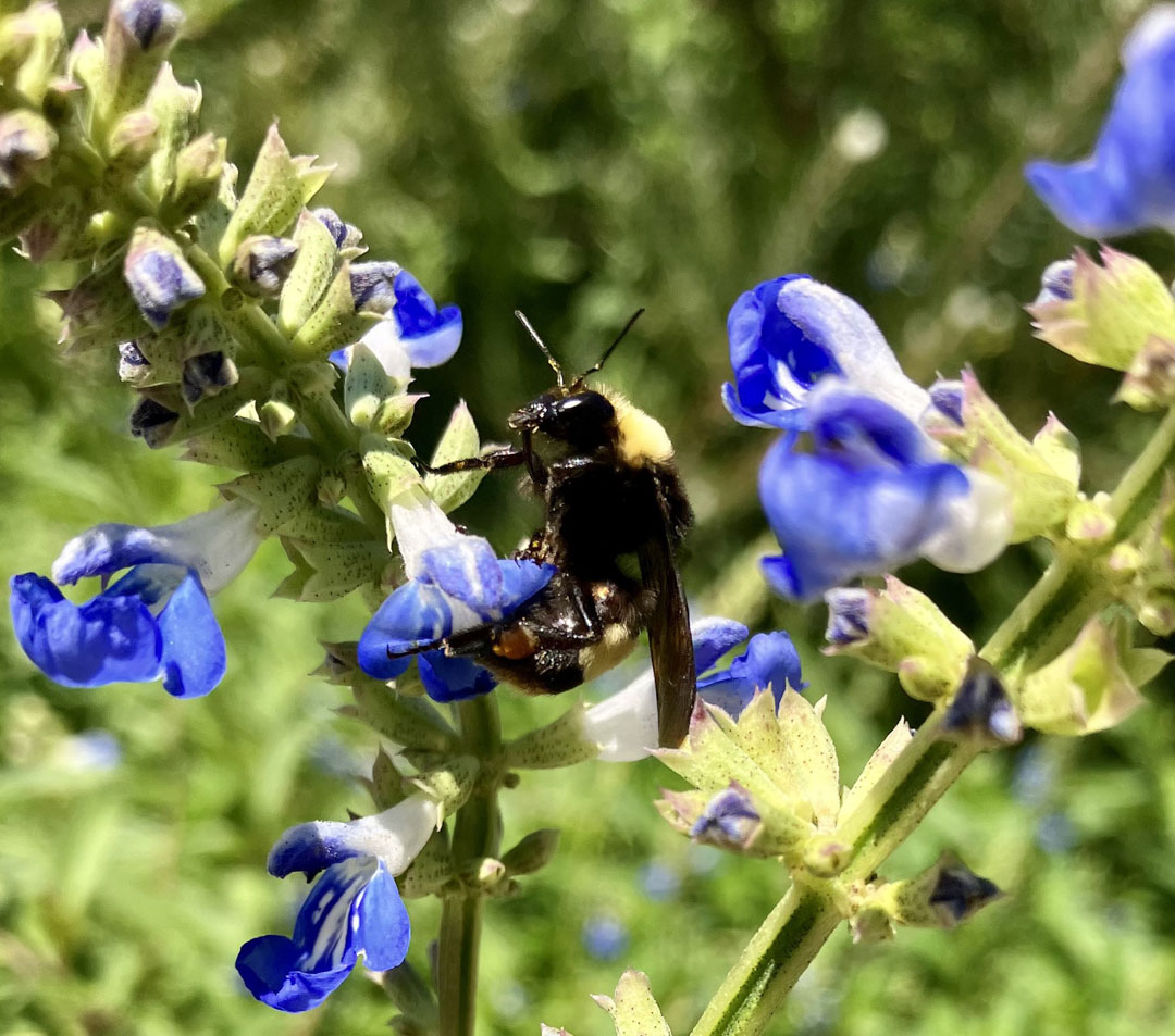 Buzzy, Fuzzy, and Wild: Celebrating Peak Pollinator Season | The Huntington