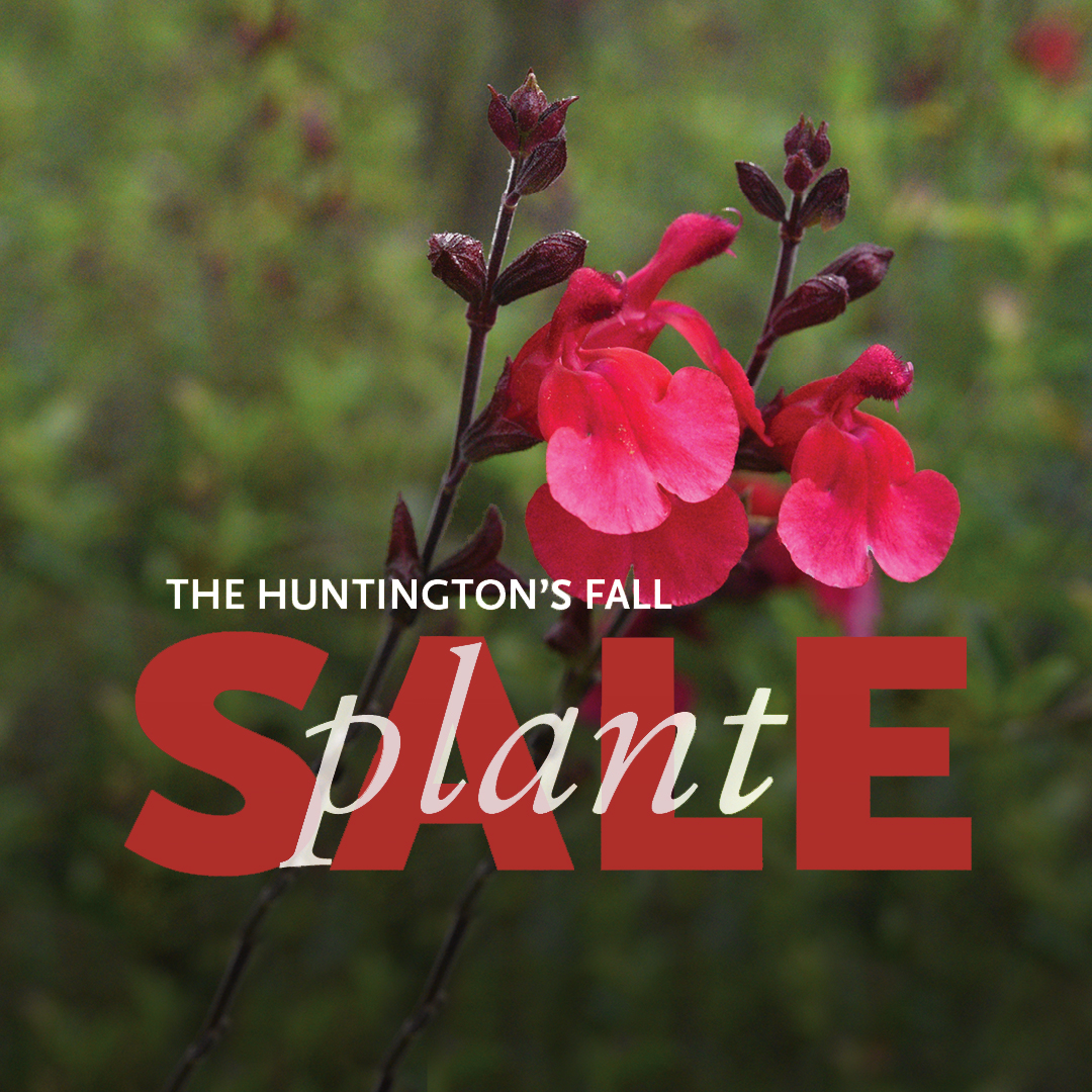 2024 Fall Plant Sale | The Huntington