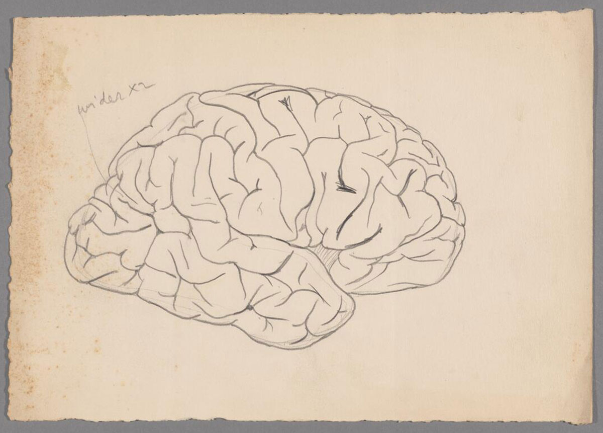 E.A. Spitzka’s Studies of Exceptional and Deviant Brains | The Huntington