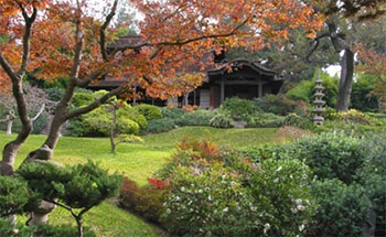 The Introduction of Japanese Plants into North America | The Huntington