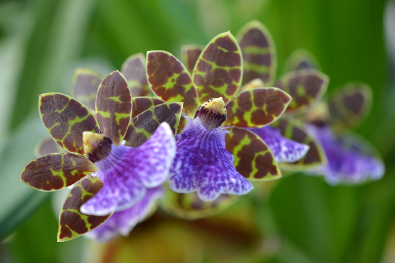 ORCHID COLLECTION | Orchids Forever | The Huntington