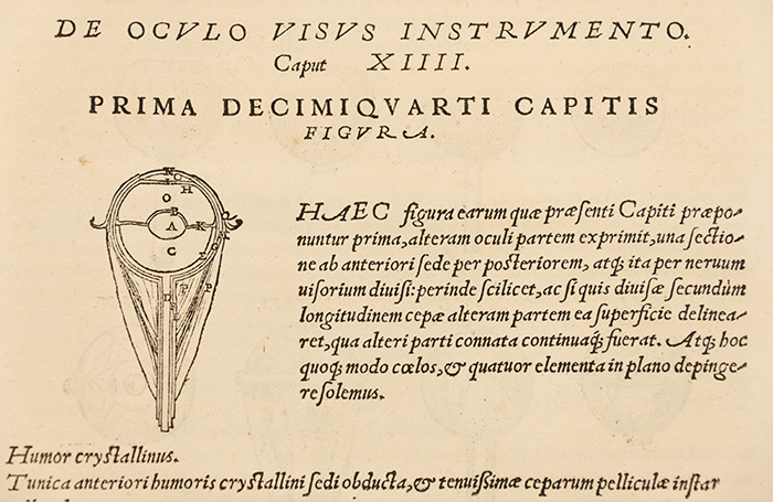 Visualizing the Anatomy of the Eye | The Huntington